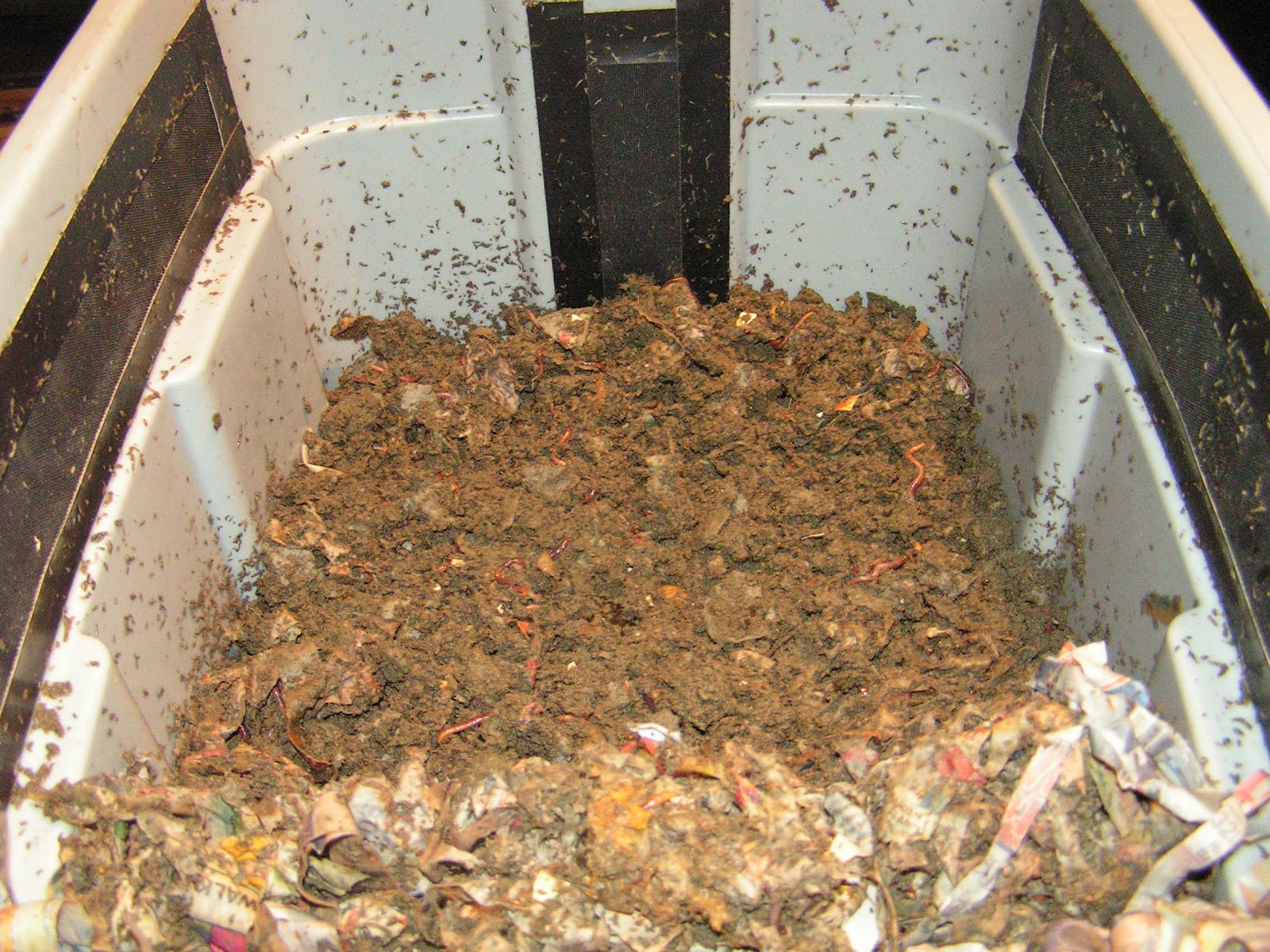 Worm Fancy -- Sacramento area's worms and worm castings