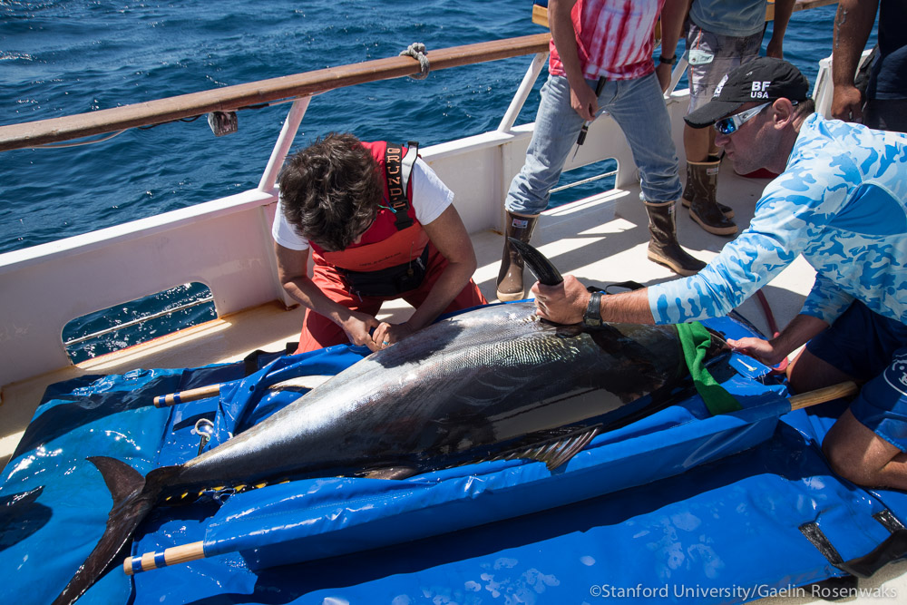 TRCC Blog: Top of the Tagging Pacific Bluefin Tuna Learning Curve!