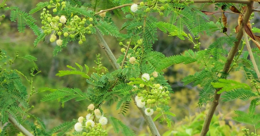 Vegetable in thailand: Acacia (Lead Tree)