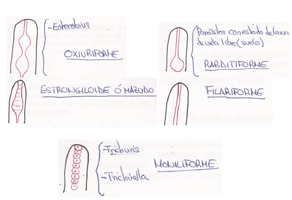 Atlas parasitología biologia sanitaria: NEMATODOS