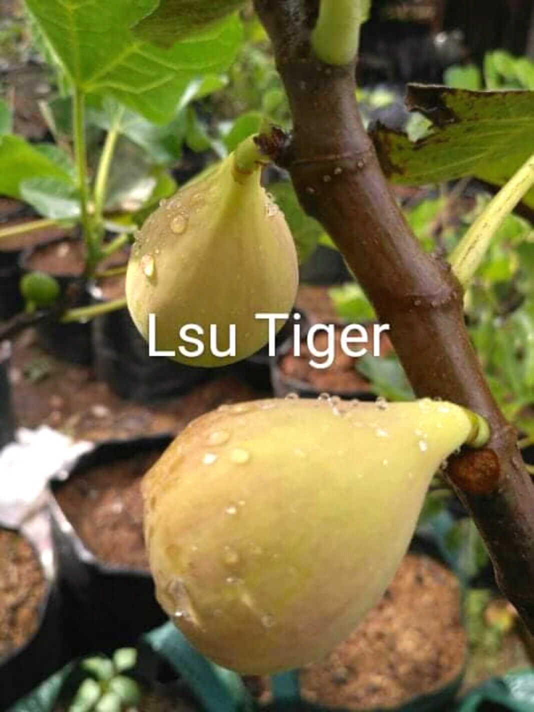 LSU Tiger Fig - Var Tin
