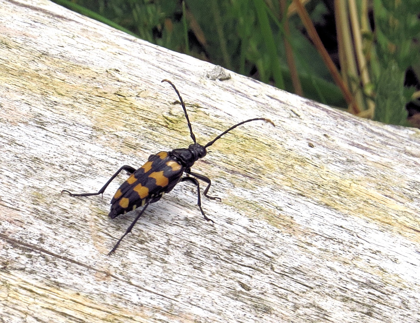 Aberbrothock: Four-banded Longhorn Beetle, Leptura quadrifasciata at ...