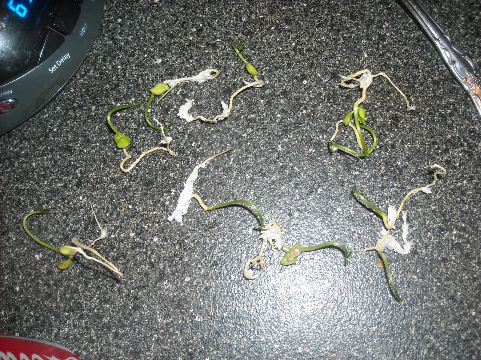 Sprouts and Sprouting