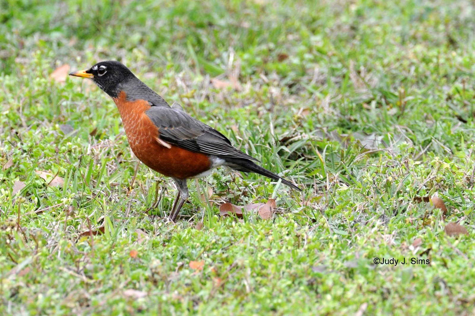 East Texas Birder on The Move: American Robins