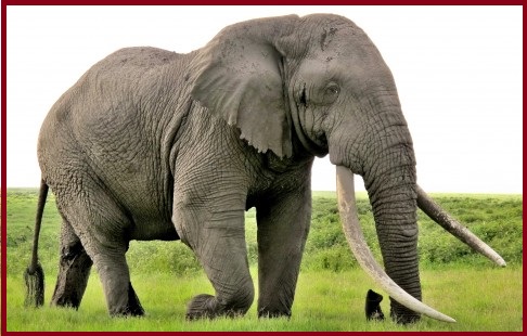 Ternyata Inilah 7 Hewan Paling Kuat yang Ada di Dunia | Guekasihinfo