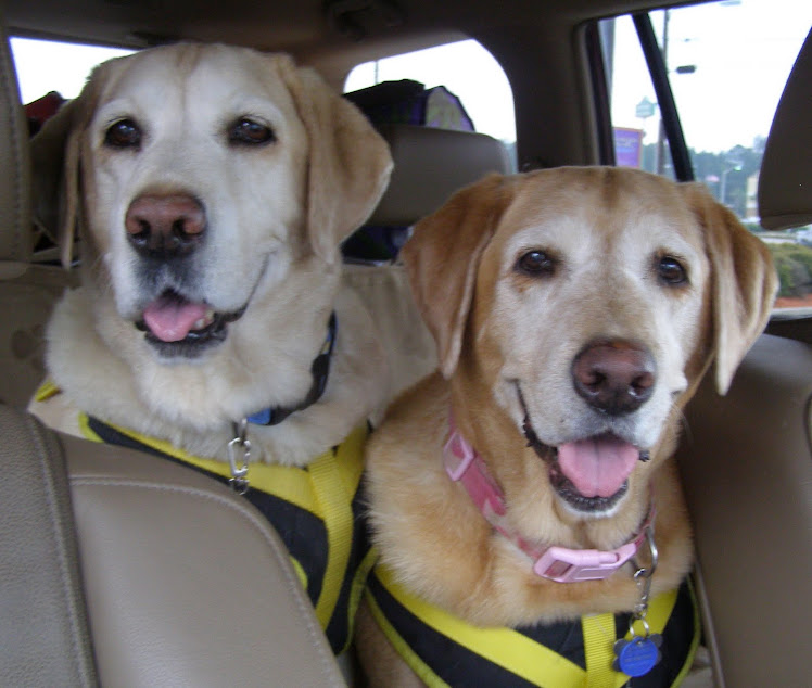 Mellow Yellow - Two old Labs yap about life