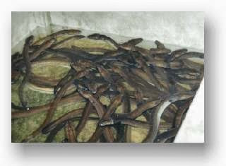 How eel Fish Farming | FISH WORLDs.com