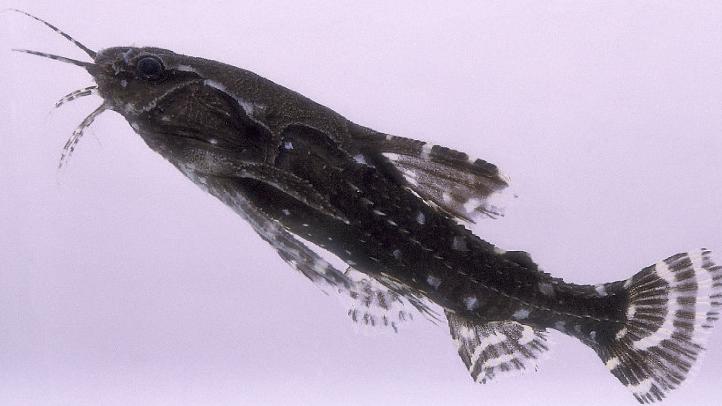 The family of aquarium fish catfish (Doradidae): Spiny catfish ...