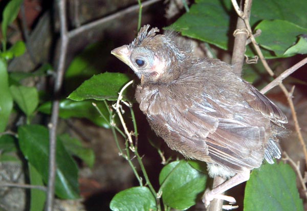 Nature's Rhythm: Baby Birds