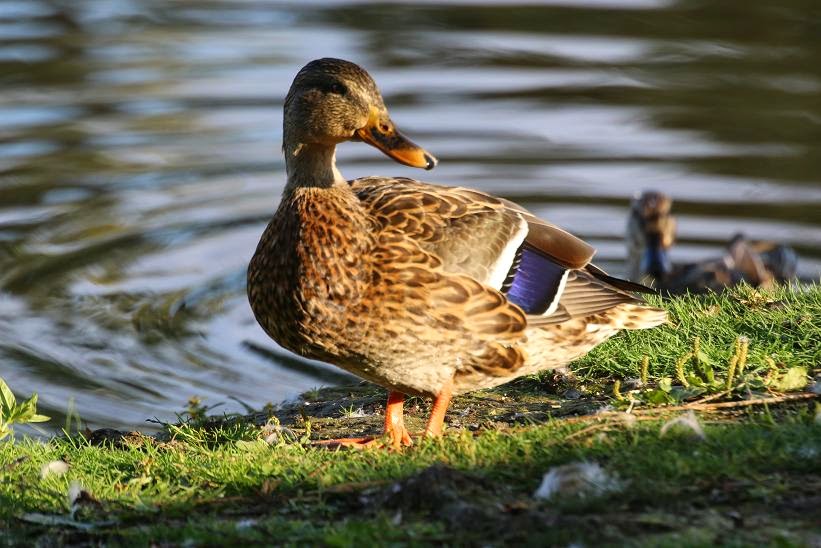 Michigan Exposures: Creatures Most Fowl