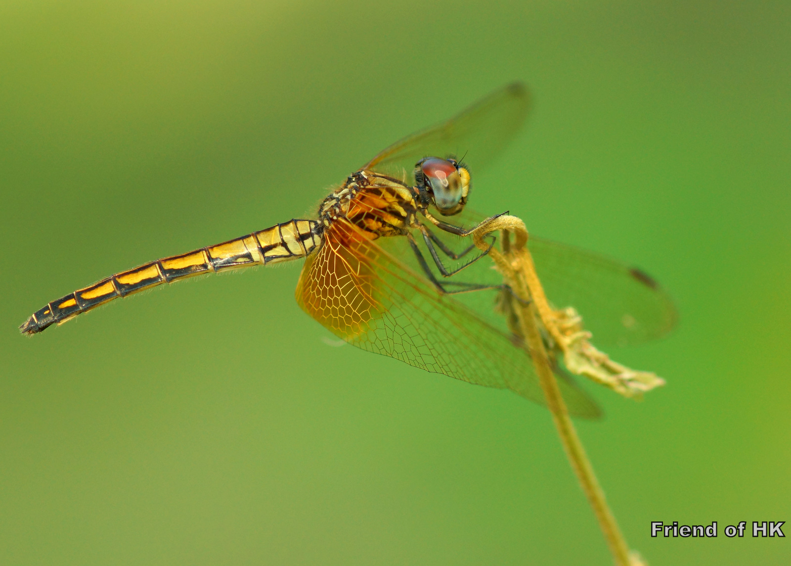 Photographic Wildlife Stories in UK/Hong Kong: Pretty Dragonflies