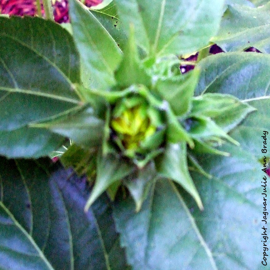 Julie Ann Brady : Blog On: First Sunflower Blossom Emerging