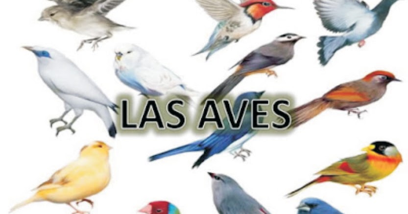 Aves Definition Characteristics Classification | Domain Biologi