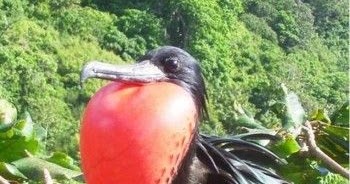 About History: Top 10 Rarest Birds in the World