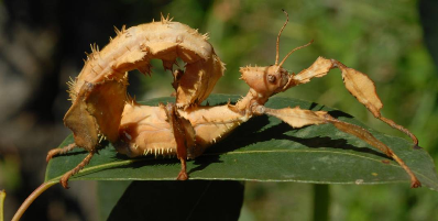 Mimicry & Deception in Animals: Leaf Insects