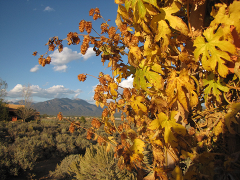 Mabel Dodge Luhan and the Remarkable Women of Taos: Autumn in Mabel's ...