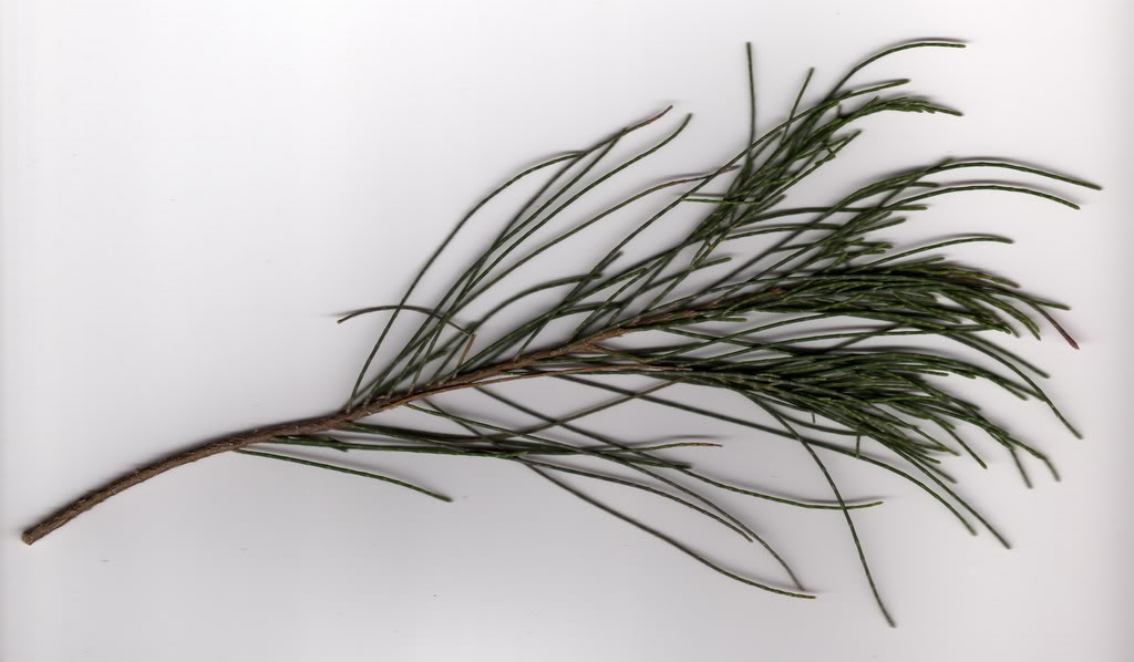 Hoja acicular (acicularis) - Botánica integra