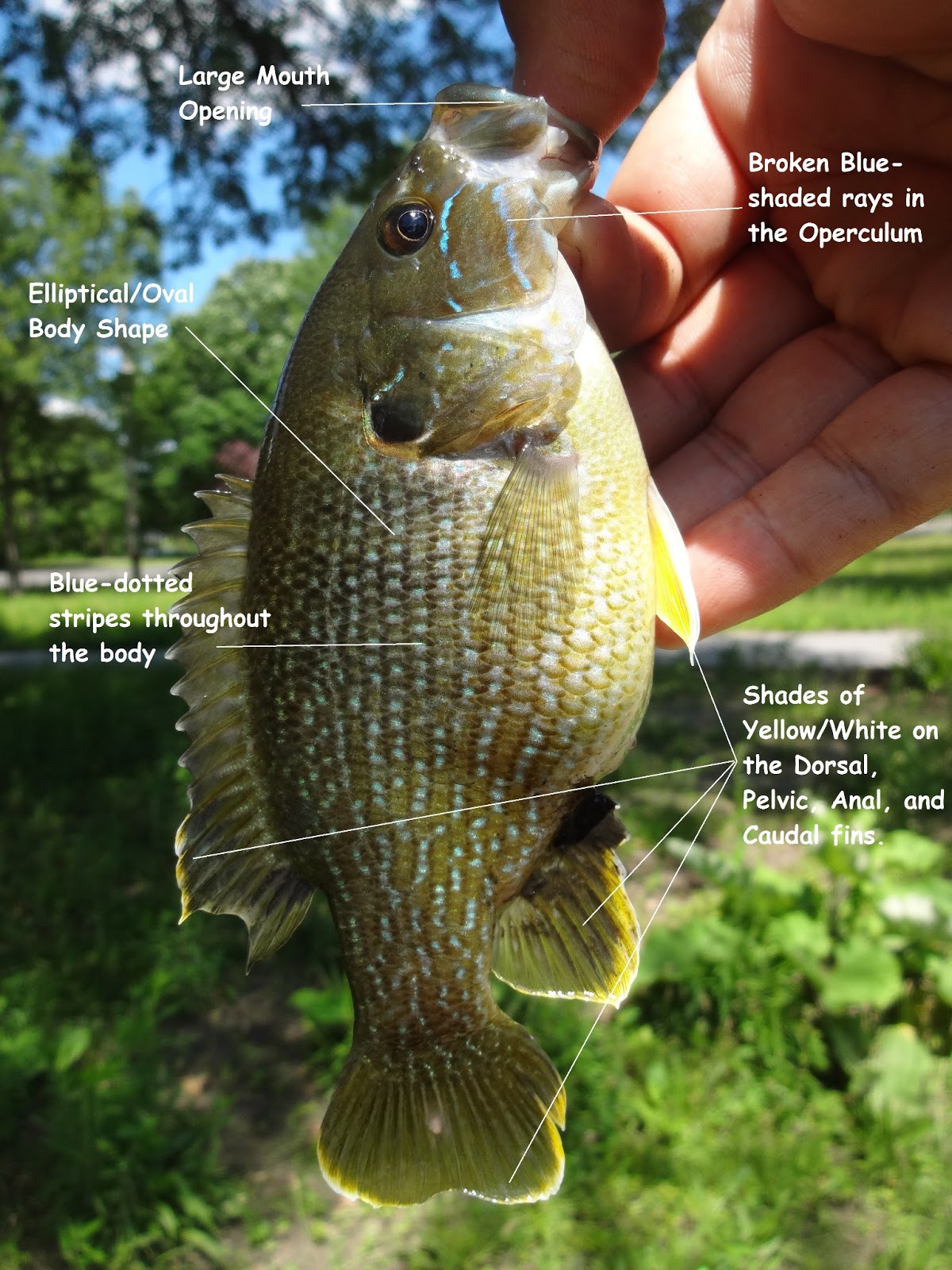 Extreme Philly Fishing: Be a "Sunfish Expert:" A Simple Guide for ...