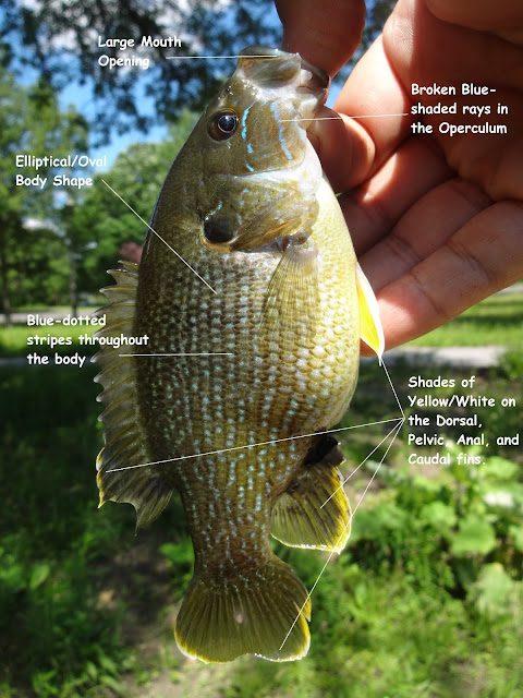 Extreme Philly Fishing: Be a "Sunfish Expert:" A Simple Guide for ...