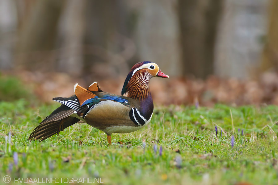 Vogel- en Natuurfotografie door Remco van Daalen: Onverwacht bezoek...