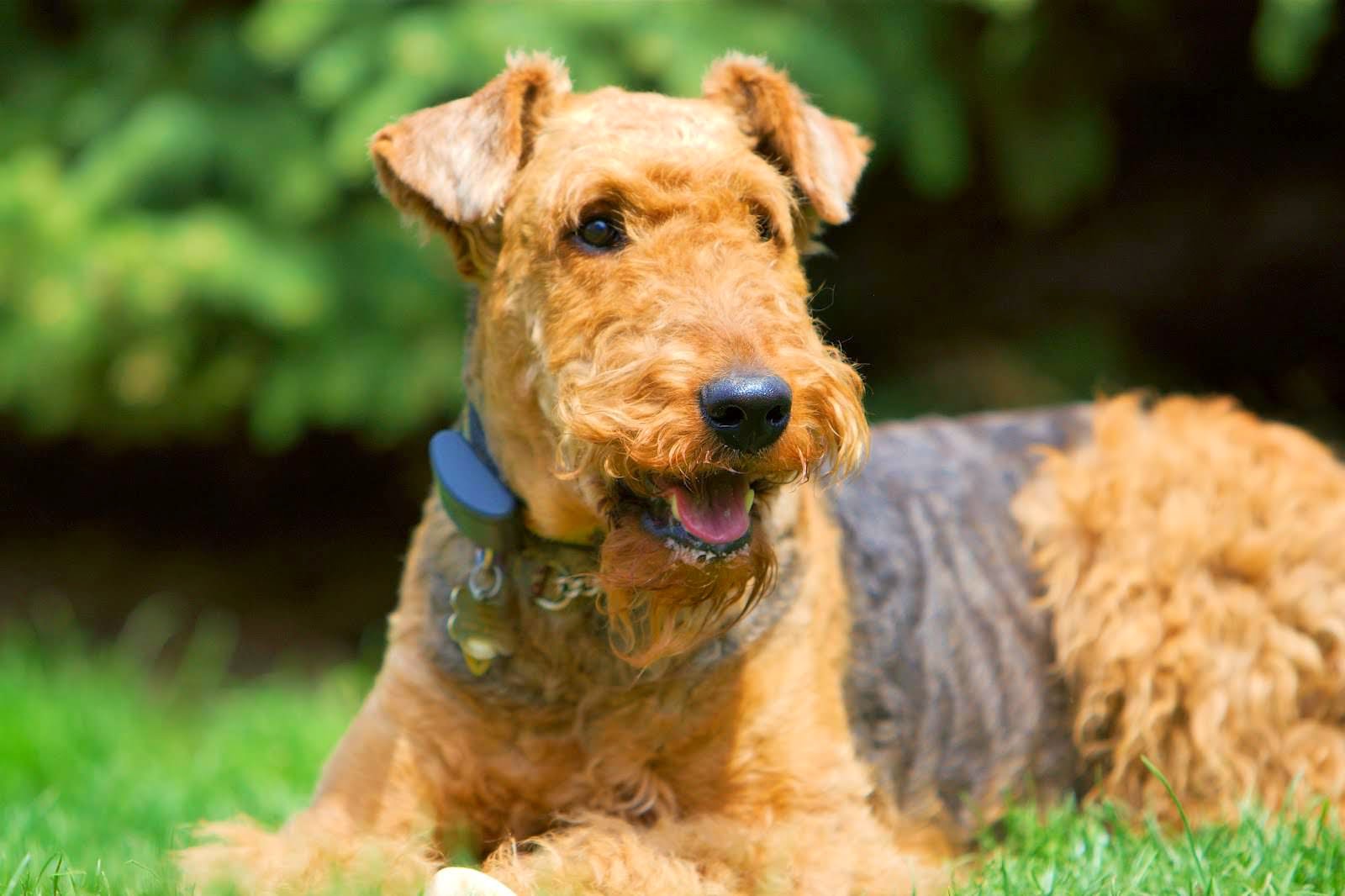 Cute dog airedale terrier puppies ~ Poze cu rase de caini mici si mari ...