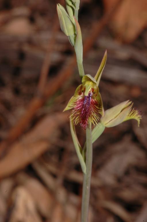 The Nature of Robertson: Beard Orchids (Calochilus sp)