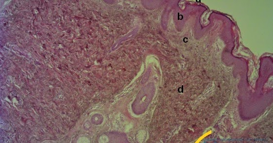 Atlas Histológico UNIFOR-MG: Pele axilar