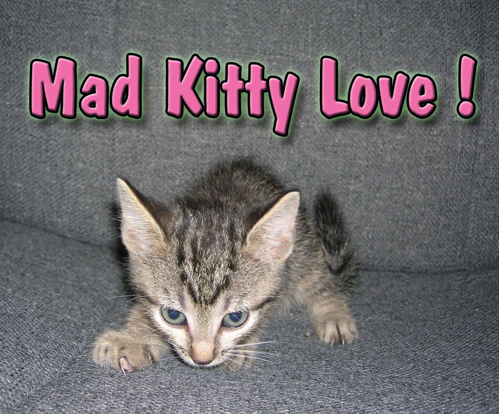 The World's Greatest Cathouse: We made the FPL payment