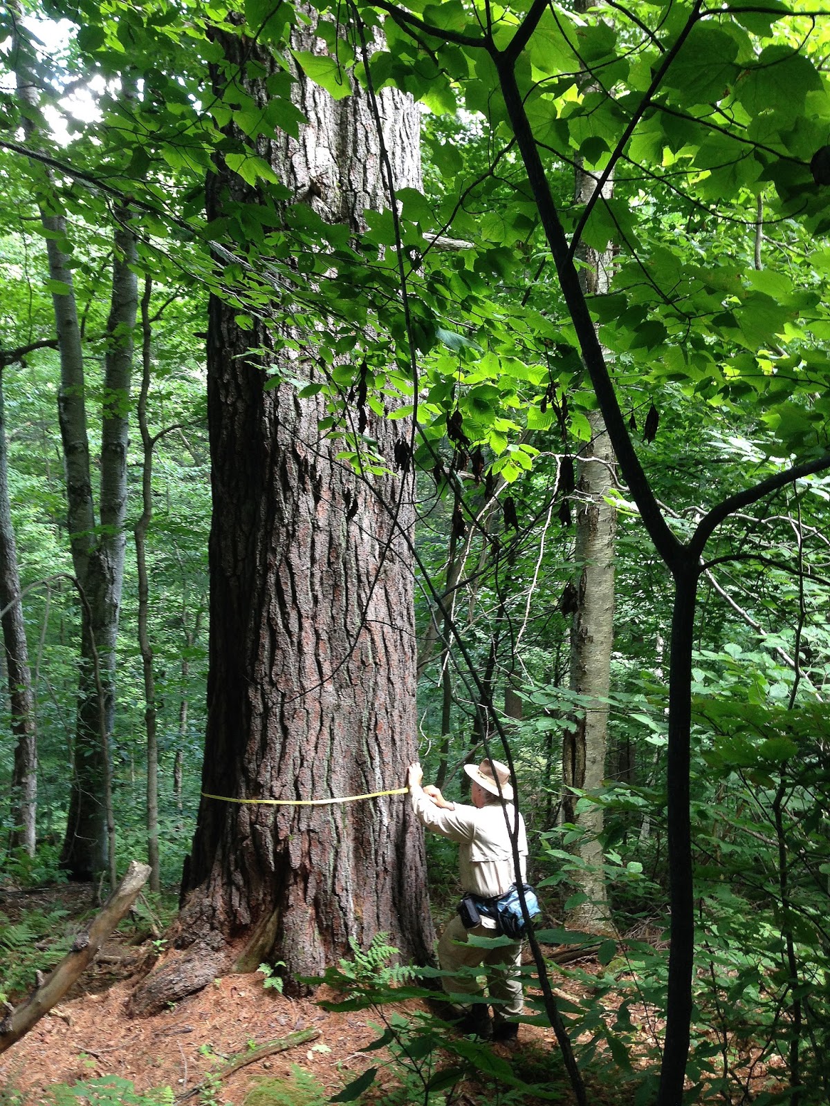New England Forests: The Thoreau Pine - State Champion of Massachusetts