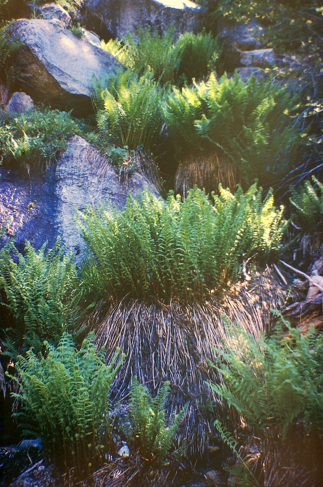 Botany Professor: The truth about sex in plants