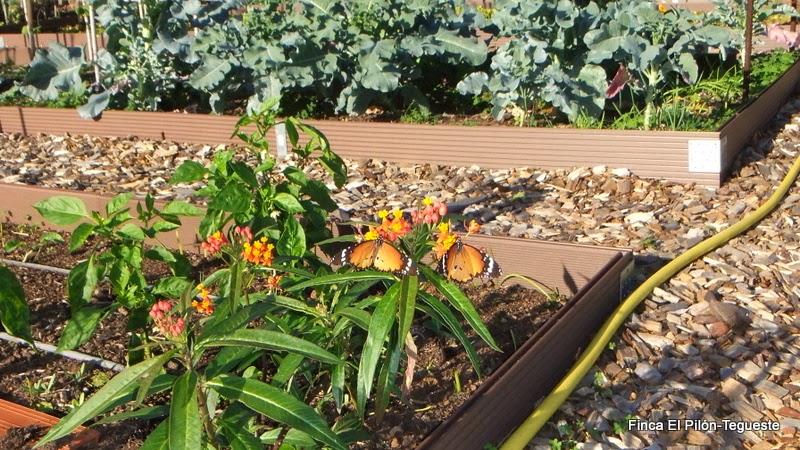 Finca Ecológica el Pilón: PLANTA ATRAE-MARIPOSAS