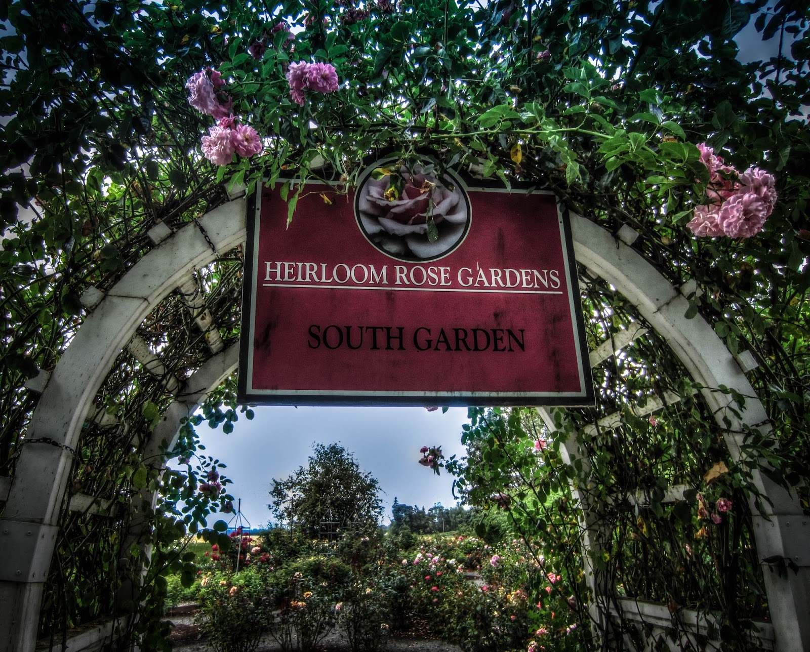 Thom Zehrfeld Photography : Heirloom Roses