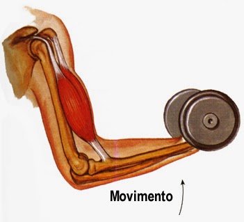 Blog do Espaço Físio Pilates: Os tipos de contração muscular