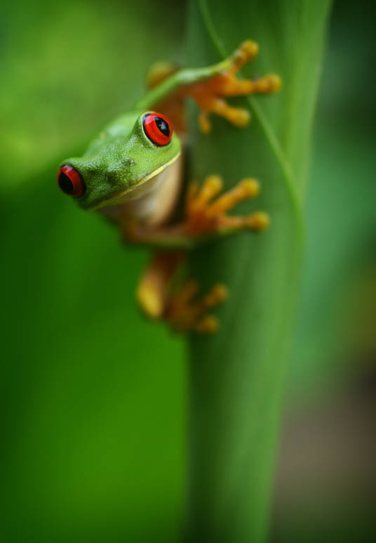 Hidden Unseen: Frogs Are Awesome