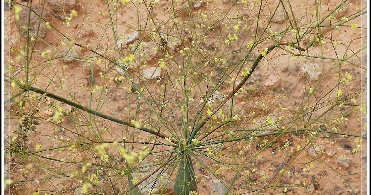 Ken's Photo Gallery: Desert Trumpet (Eriogonum inflatum)