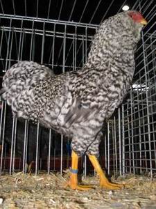 Breed Savers: Russian Orloffs