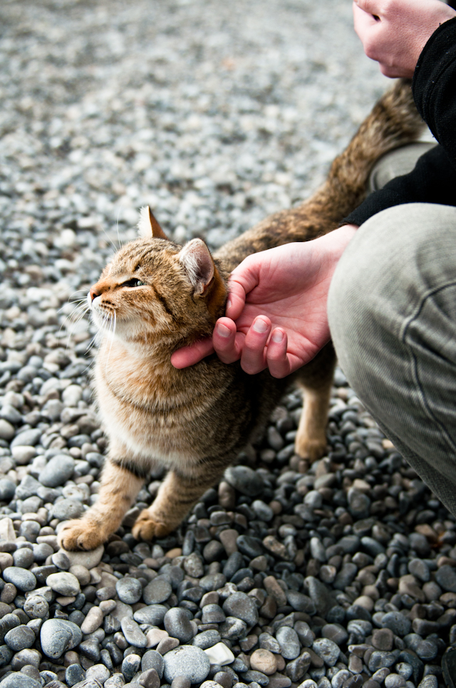 Desserts for Breakfast: Triple lemon baba cake and the Amalfi Coast
