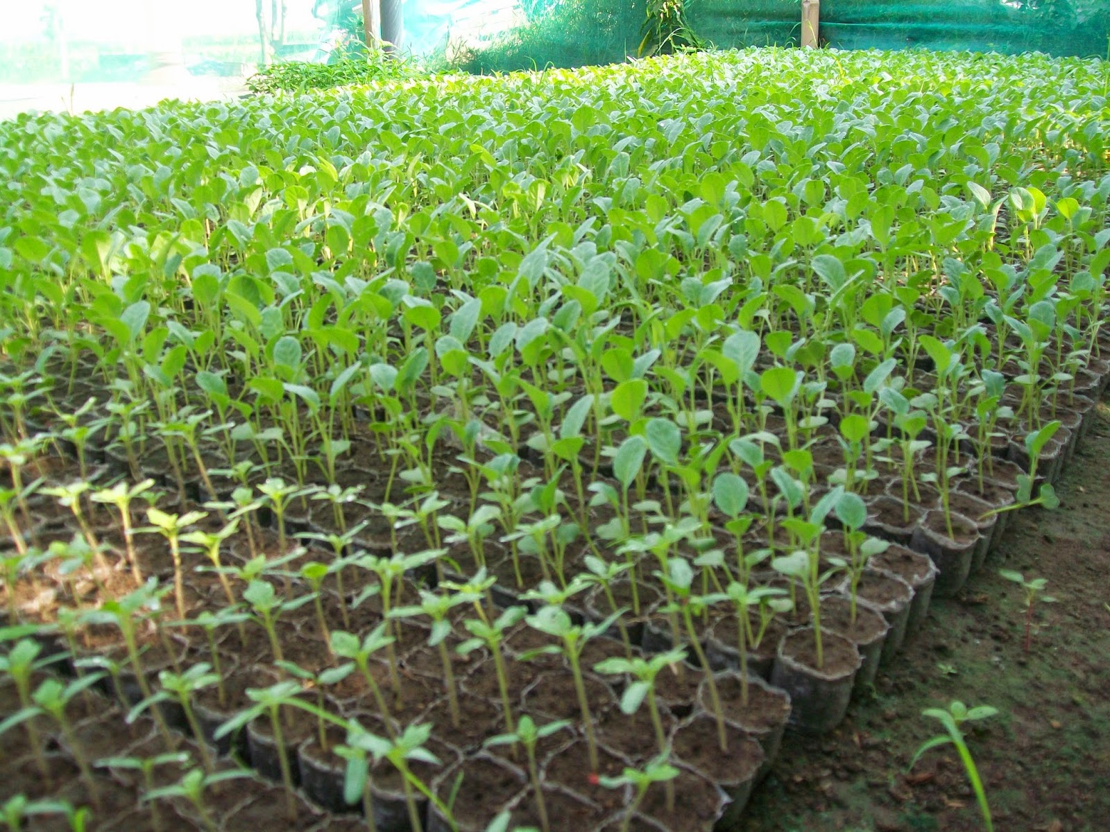 CARA MEMBUAT PERSEMAIAN BIBIT TANAMAN | Pertanian