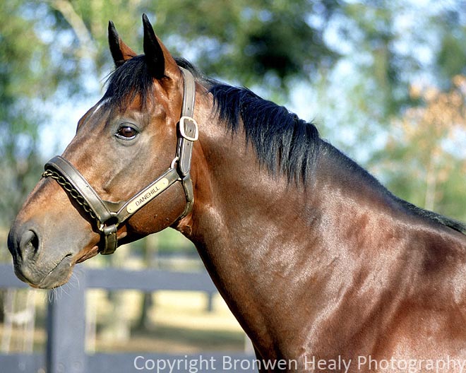 Olds Friends. Danewin at Emirates Park Stud.