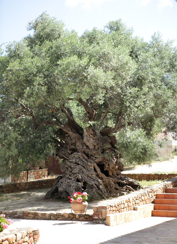 OLEA, ancient olive trees in Mediterranean countries: GREECE. ELLADA ...