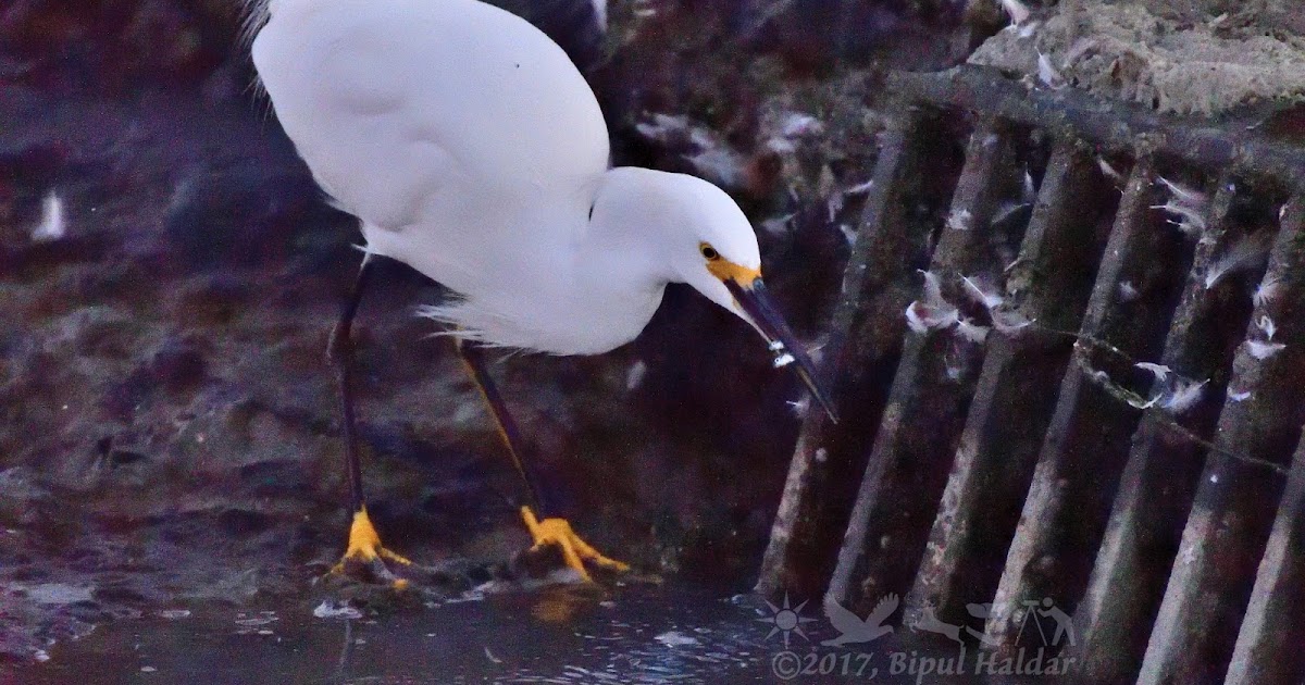 Amazing Action Photography : How To Photograph Bird Catching Fish