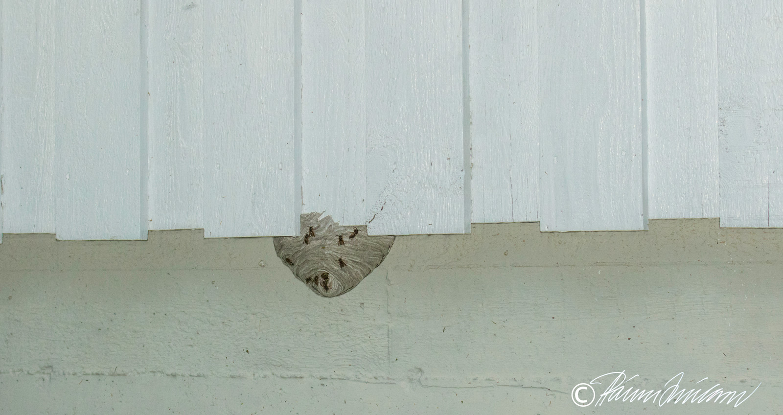 Höfuð Kvisthyltinga: Af dýrðarsöng og fjöldamorðum.