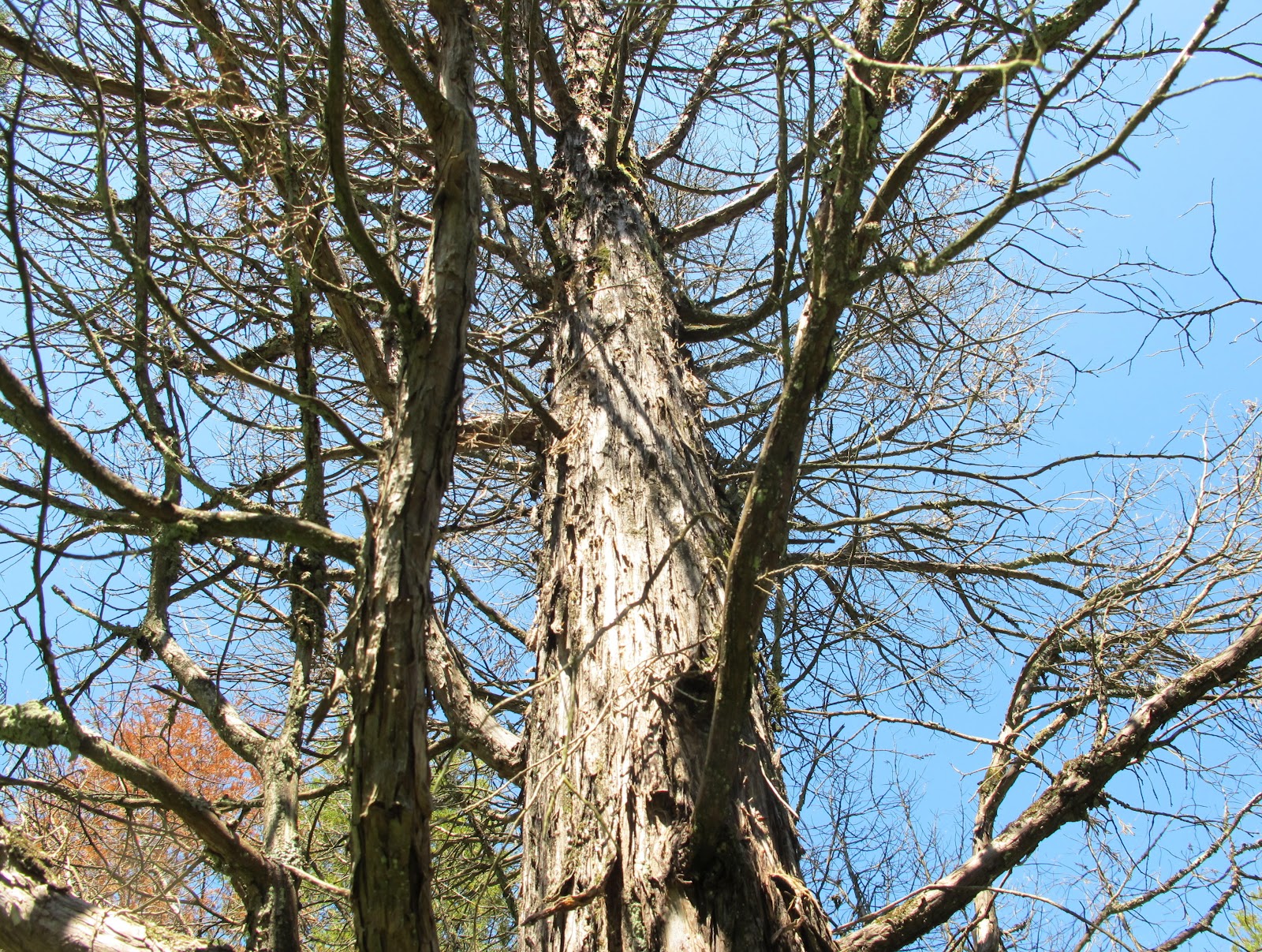 Blue Jay Barrens: Dead Cedars