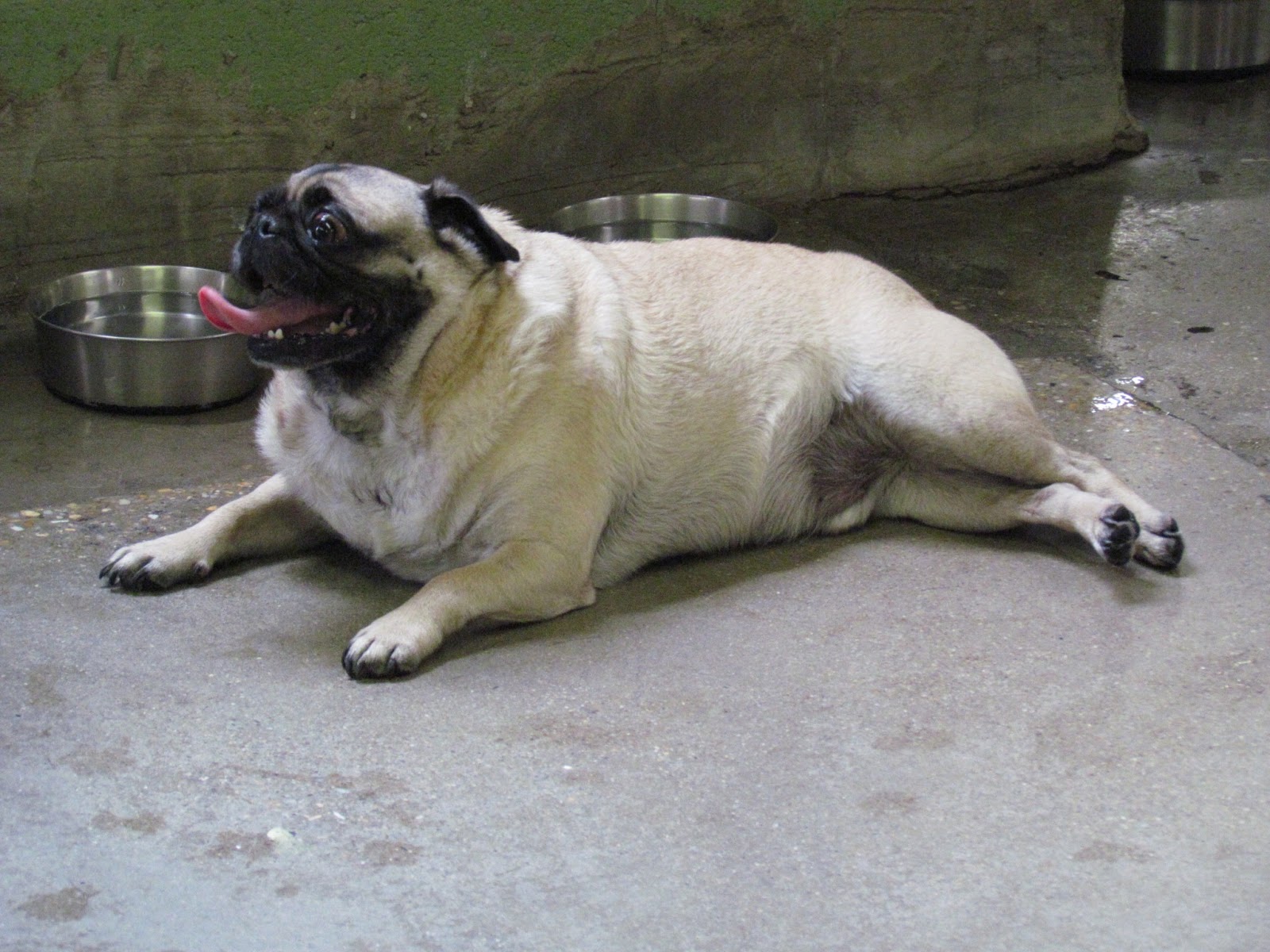 two spoiled pugs: July pug meet ups