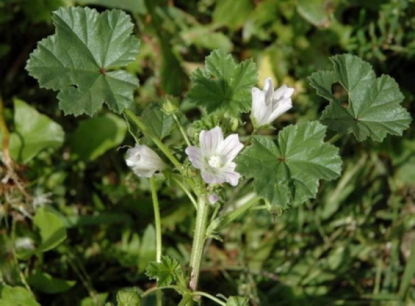 Sanatatea din farmacia Domnului: CAȘUL-POPII,NALBA(Malva vulgaris- M ...