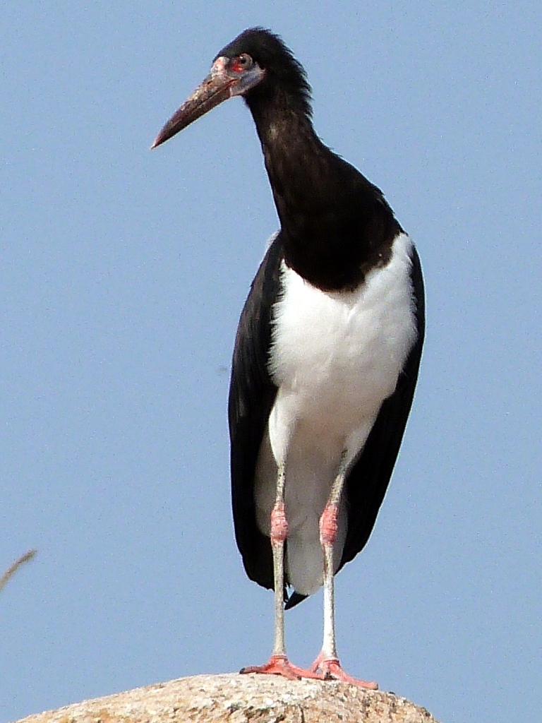 Taxonomía Chordata: Clase Aves Orden Apodiformes, Bucerotiformes ...