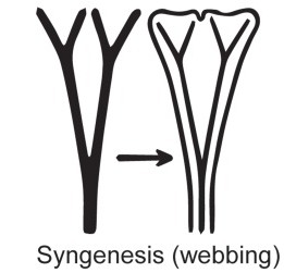 Biology|botany: Telome Theory
