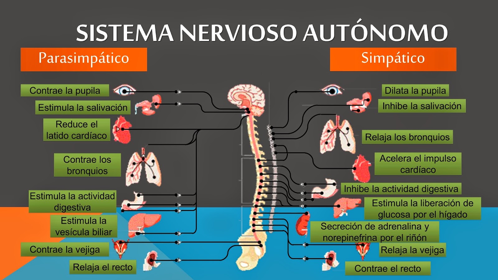 Fisiología Básica - Gabriel Olmeda: Sistema Nervioso Autónomo ...