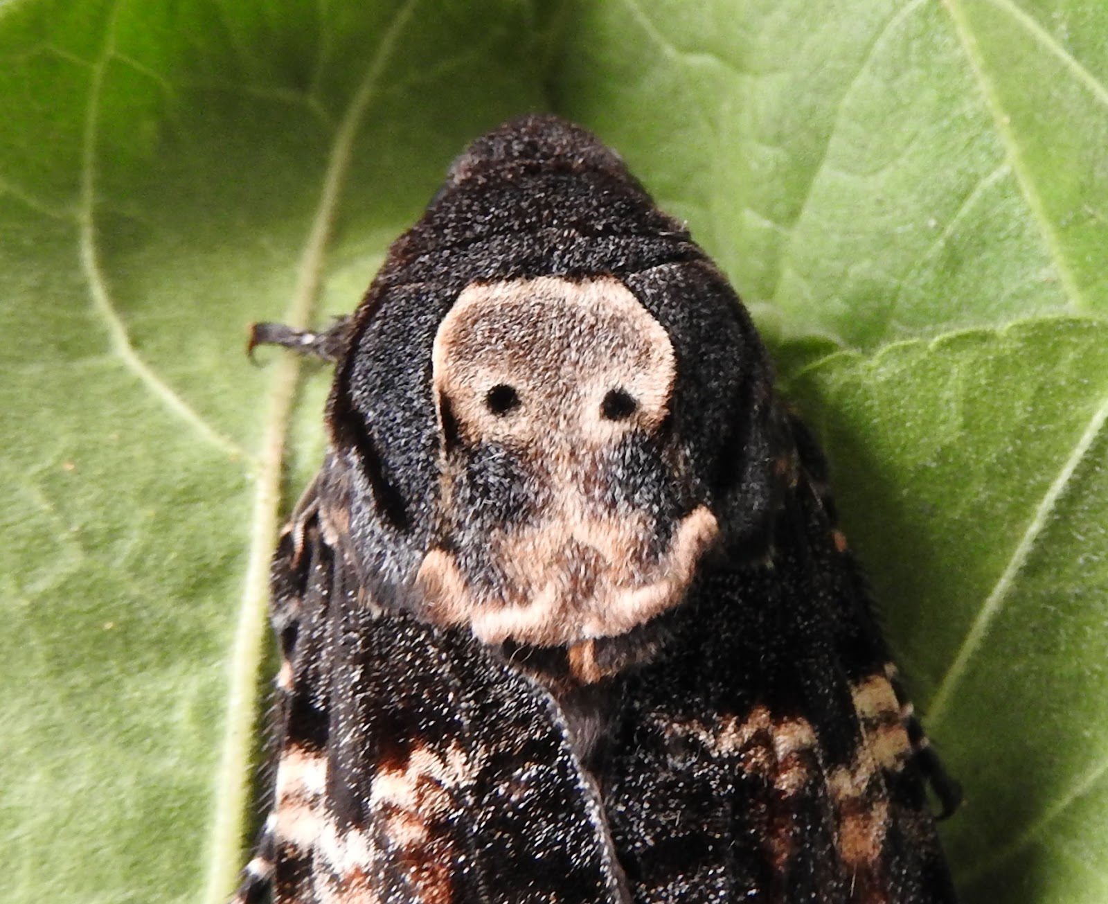Plovers Blog: Death`s-head Hawk-moth