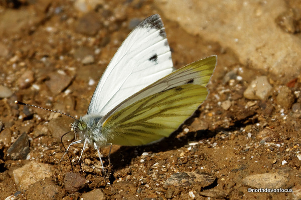 North Devon Coast and Country Chronicle: Counting on Butterflies with ...